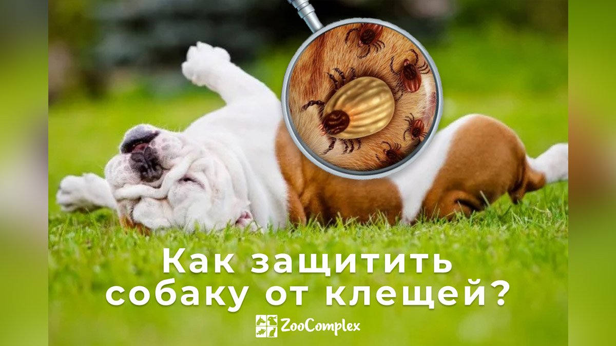 Как защитить своего питомца в сезон клещей
