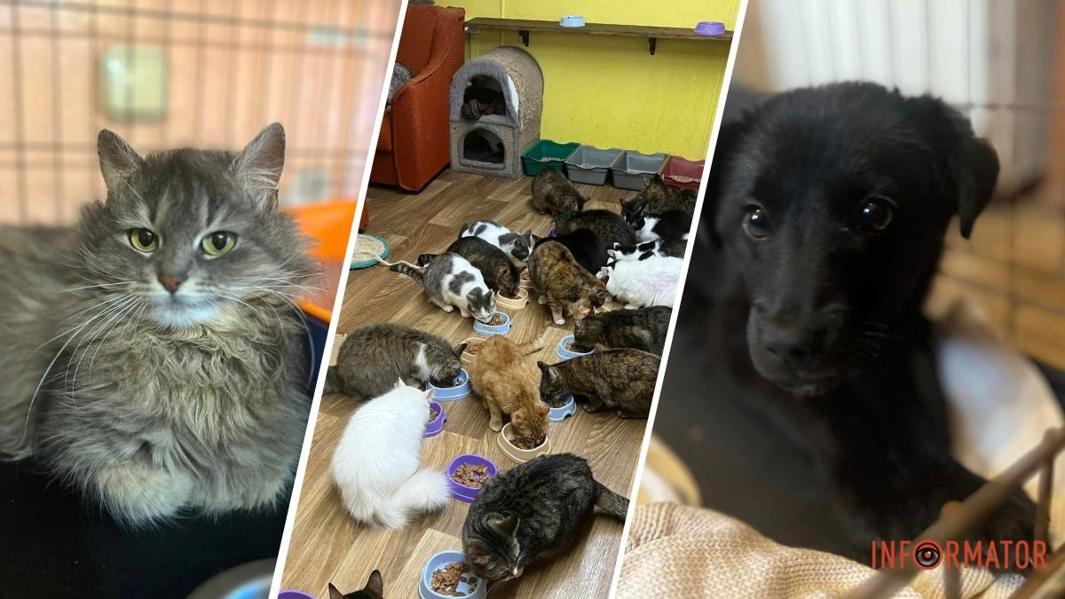 Зробіть добру справу: у Дніпрі потрібна допомога притулку, в якому ...